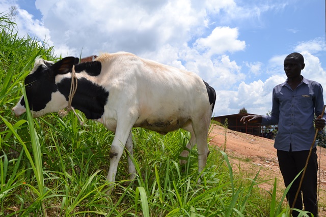 Rwanda: How a cow offers solutions to malnutrition, poverty and unity ...