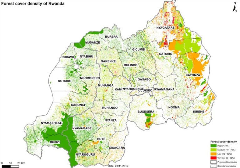 COP28: Rwanda turns to indigenous trees for boosting carbon capture to ...