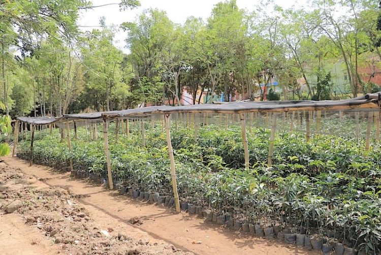 COP28: Rwanda turns to indigenous trees for boosting carbon capture to ...